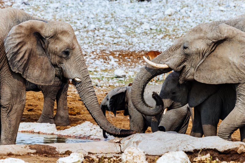 Group of African Elephants Congregating in the Wild, Engaging in ...