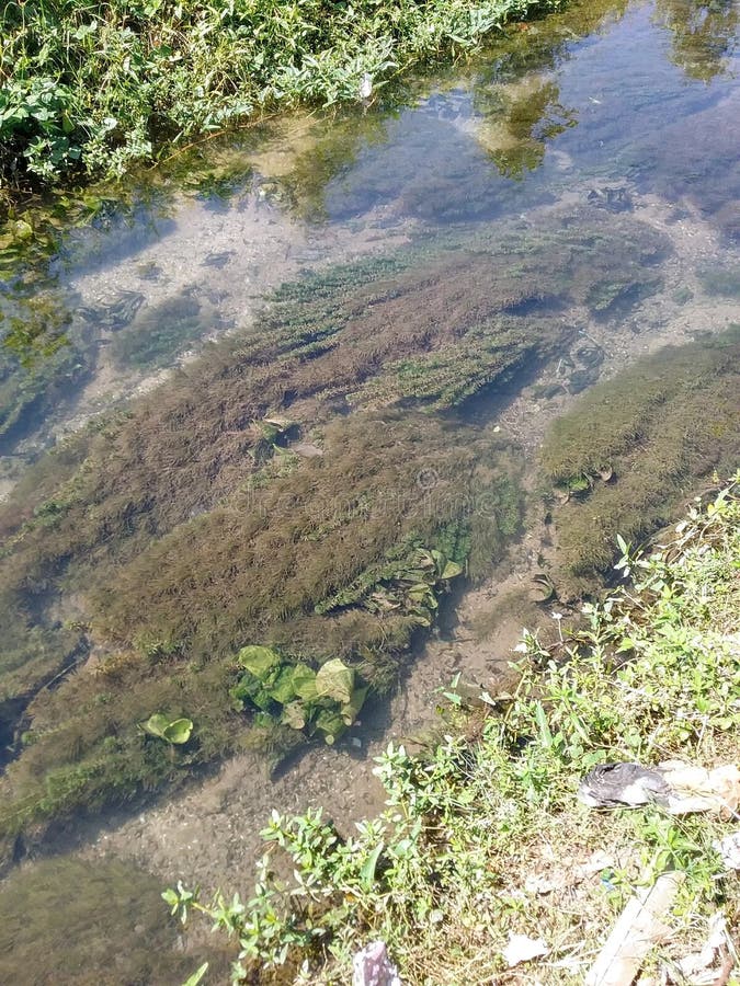 A Group of Algae Plants that Grow Lengthwise in the Clear Water of a ...