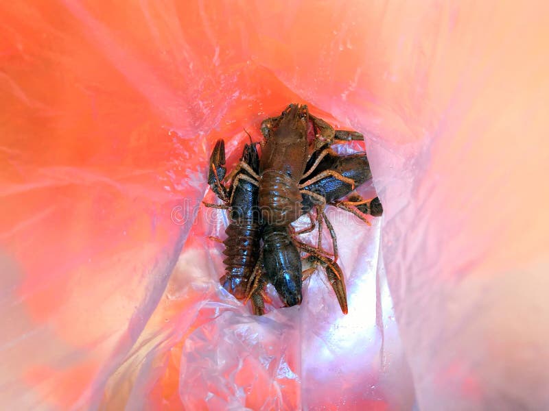 A Group Alive Crawfish in Paper Bag Stock Image - Image of hand, paper ...