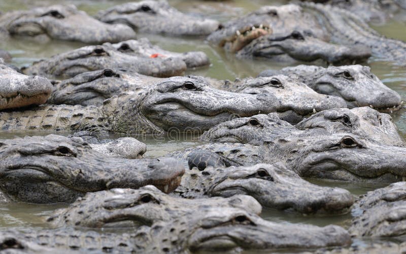 Alligators stock image. Image of brown, animal, congregation - 1326543
