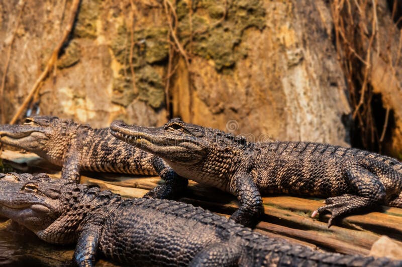 Group of Alligators Resting Together in the Swamp Outside of Water ...