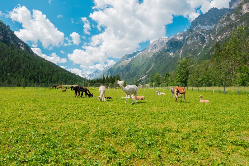 Group of Alpacas in the Beautiful Alp Mountain View Stock Image - Image ...