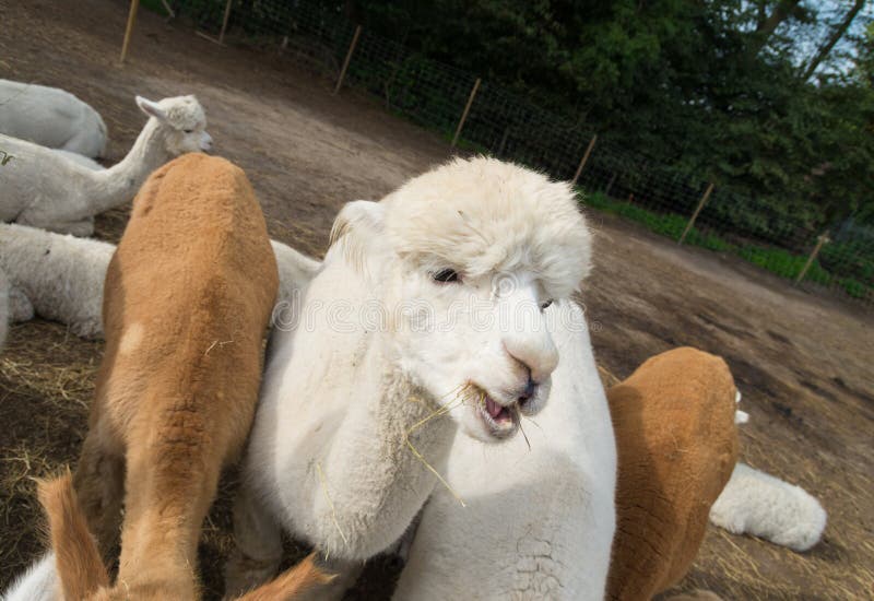 Group of alpacas stock image. Image of alpaca, curious - 71539003