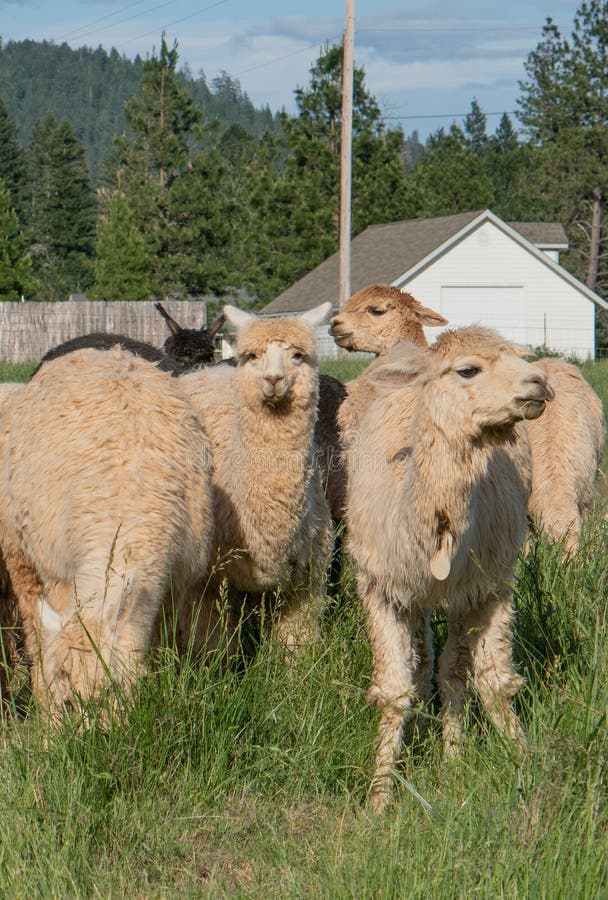 Alpacas feeding 1 stock photo. Image of ruminating, fleece - 343622