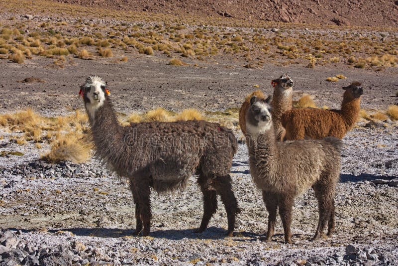 Group of alpacas stock photo. Image of altiplano, alpaca - 82648598