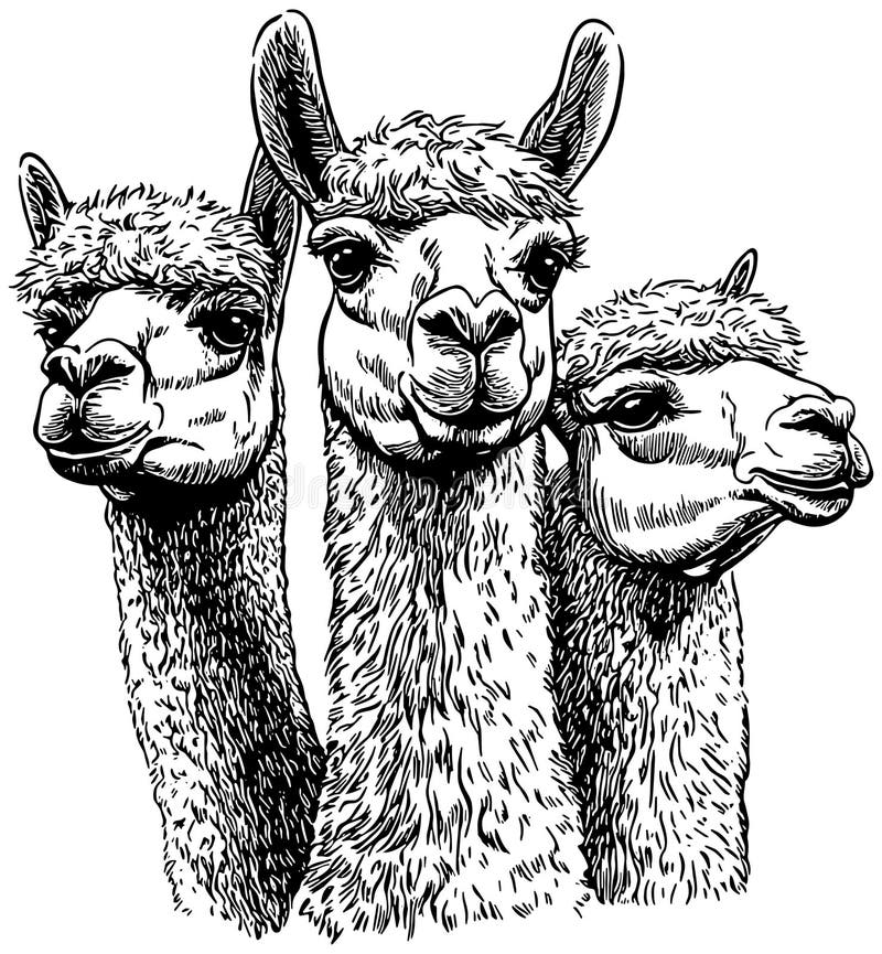 Group of Alpacas, Isolated. Generative AI Stock Illustration ...