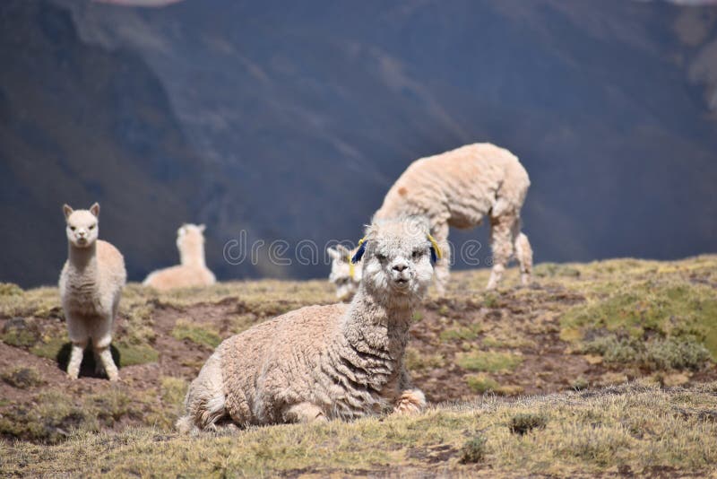 Group of alpacas in Junin stock image. Image of grassland - 362528653