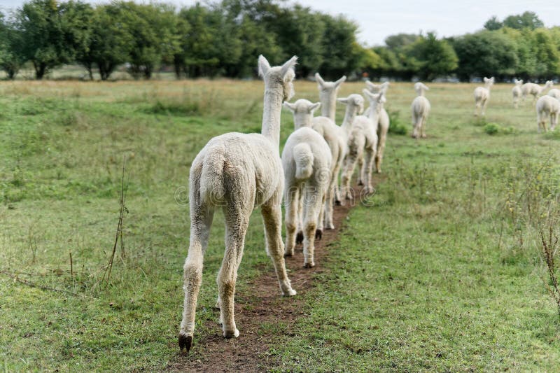 Two alpacas running stock photo. Image of breed, farm - 31607210