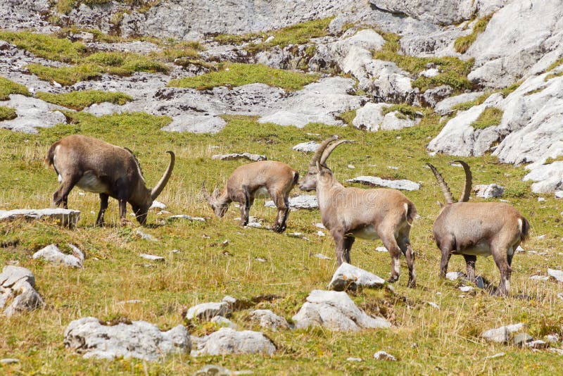 Group of alpine ibex stock image. Image of graze, bouquetin - 24480661
