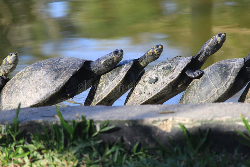 A Group of Amazon River Tortoise Stock Image - Image of crocodile ...