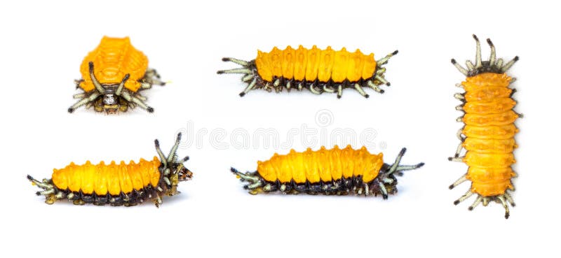 Group of Amber Caterpillar Isolated on White Background. Animal. Worms ...