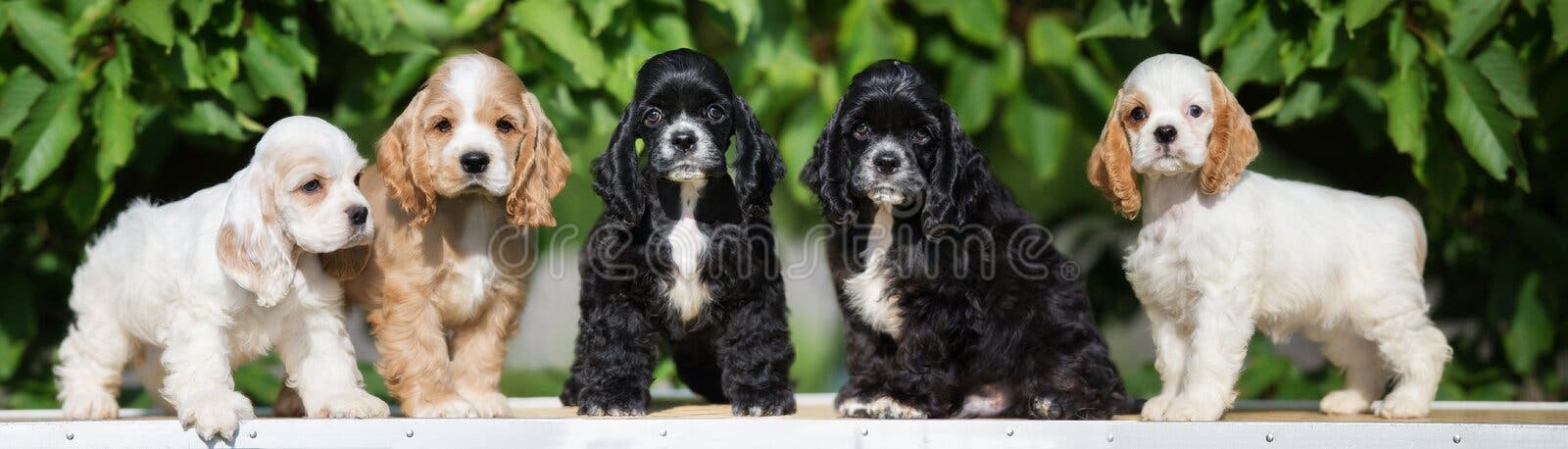 Red and White American Cocker Spaniel Puppy Stock Photo - Image of ...