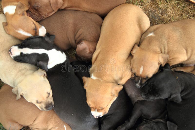 Group of American Pit Bull Terrier Dogs Stock Image - Image of ...