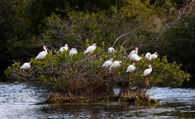Group of American White Ibis Roosting in a Bush Stock Image - Image of ...