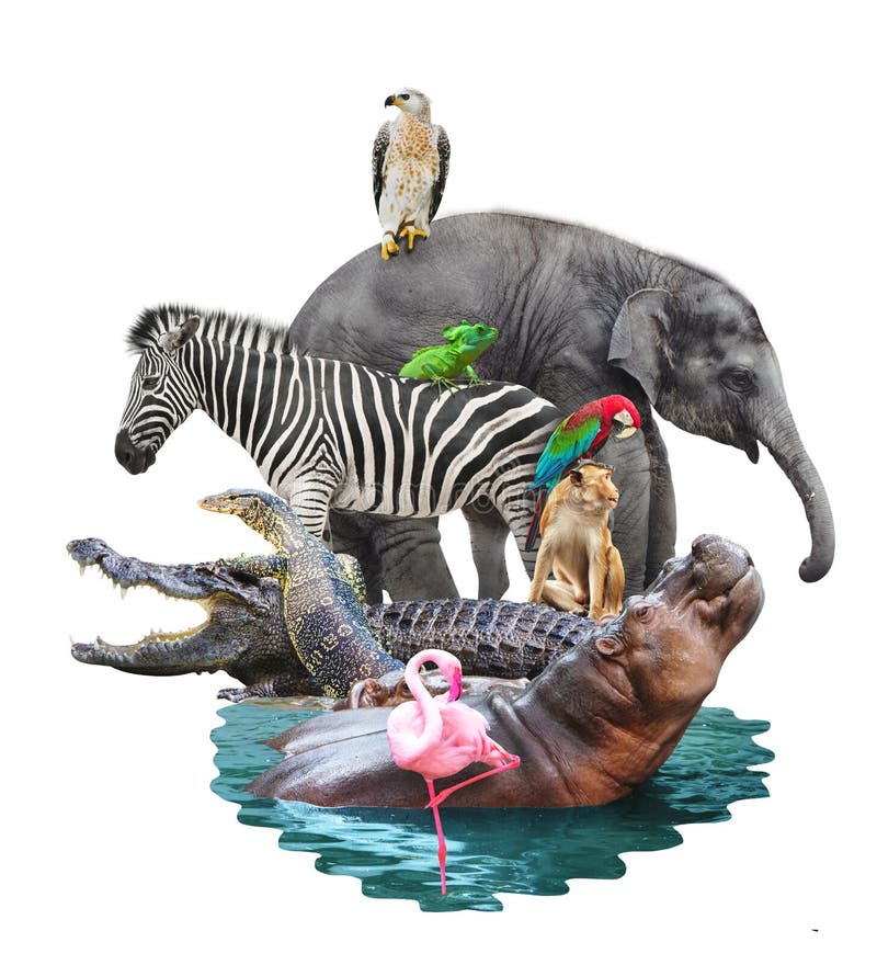 Group of Animal Zebra Eagle Monkey Hippo Crocodile Flamingo Parrot ...