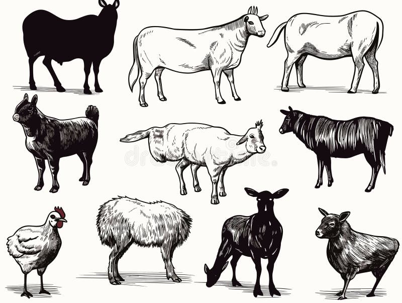 A Group of Animals in Different Poses - Set of Vector Drawings of Farm ...
