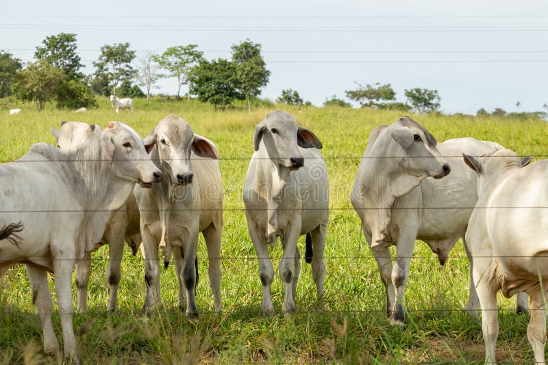 A Group of Animals from a Small Herd of Cattle. Stock Photo - Image of ...
