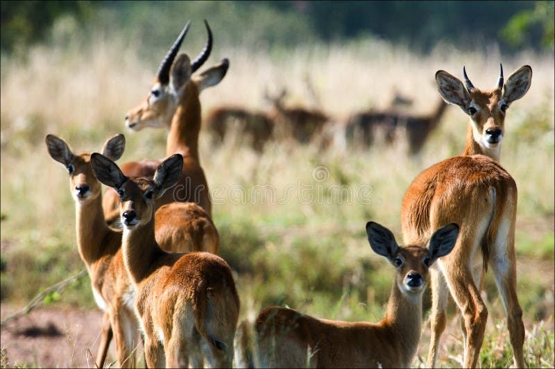 Wild antelope stock image. Image of safari, conservation - 10175281