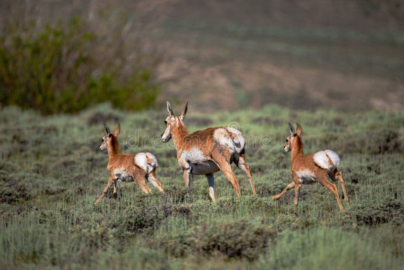 Group of Antelopes Running in a Field Stock Image - Image of running ...