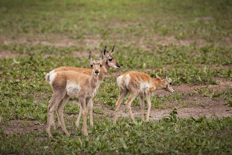 Group of Antelopes Running in a Field Stock Image - Image of nature ...