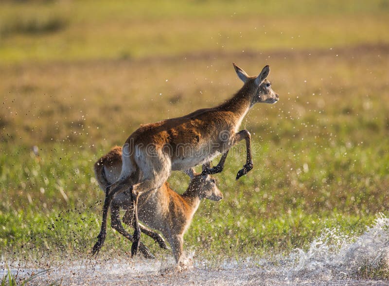 Group of of Antelopes Runs on Water, Surrounded by Splashes. Botswana ...
