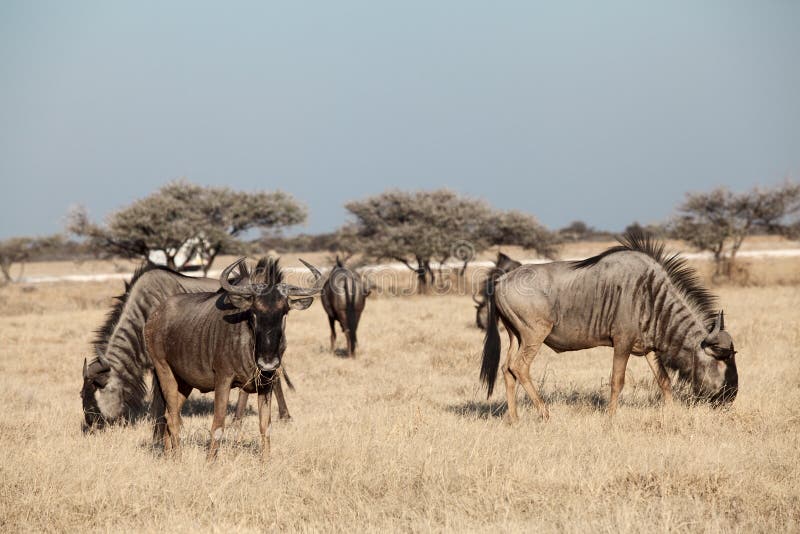 Group of antilopes stock photo. Image of united, color - 24081734
