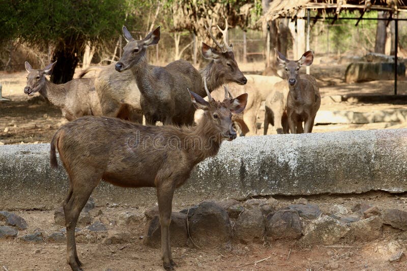 Group of Antlered Deer Calmly Grazing Stock Image - Image of multiple ...