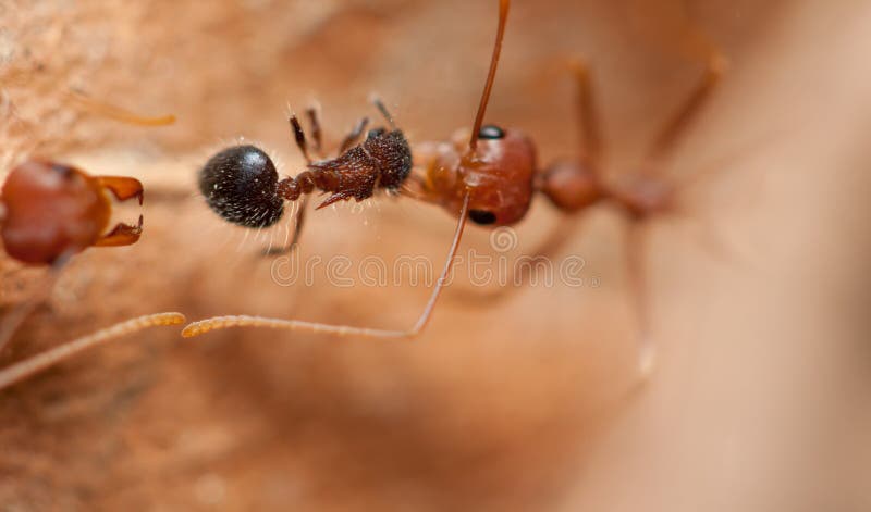 Group of ants stock image. Image of insect, park, nature - 24351607