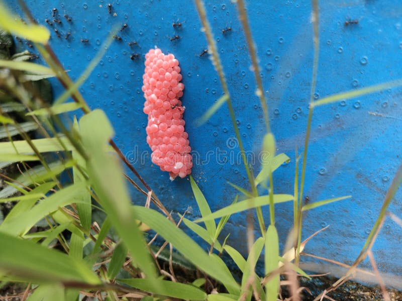 Vibrant Snail Eggs Attached To a Blue Wall beside the Fish Pond. Stock ...