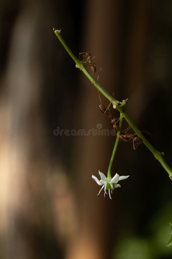 A Group of Ants Carrying a Small Flower Stock Image - Image of green ...