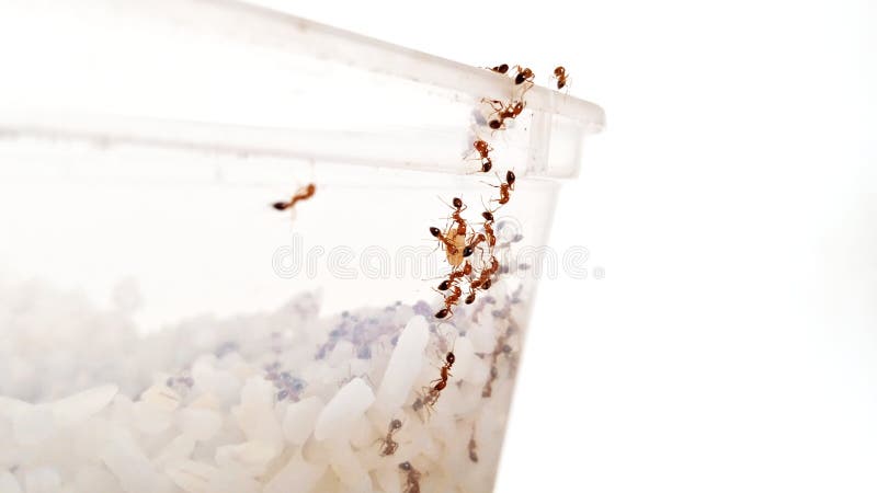 A Group of Ants Collect Their Food from My Food Place Stock Image ...