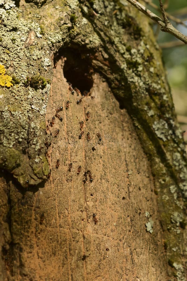 Group of Ants Nesting in the Tree Stock Photo - Image of outdoor, close ...