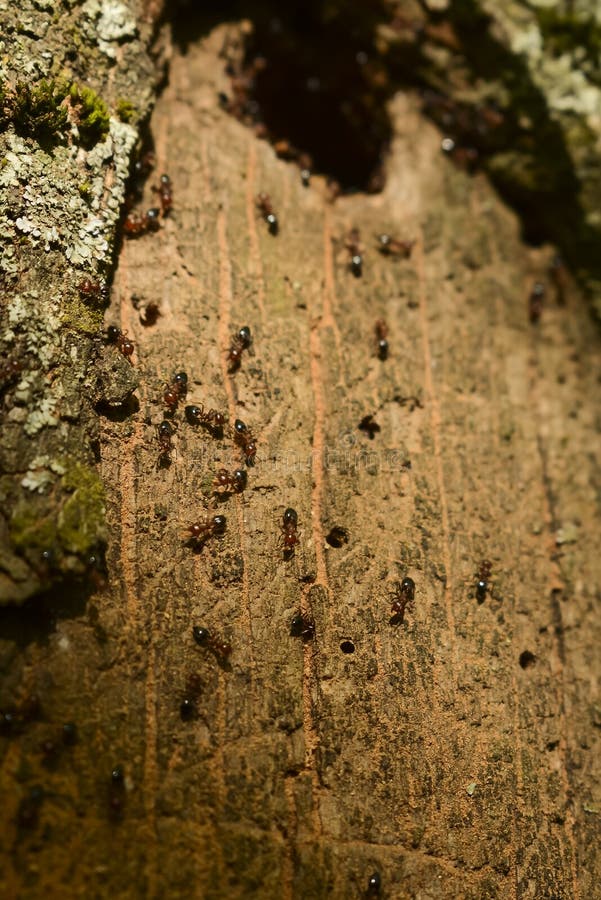 Group of Ants Nesting in the Tree Stock Image - Image of group, minimal ...