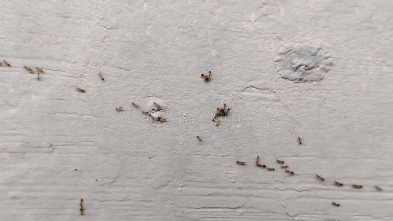 Ants crawling on the walls stock video. Video of home - 347729153