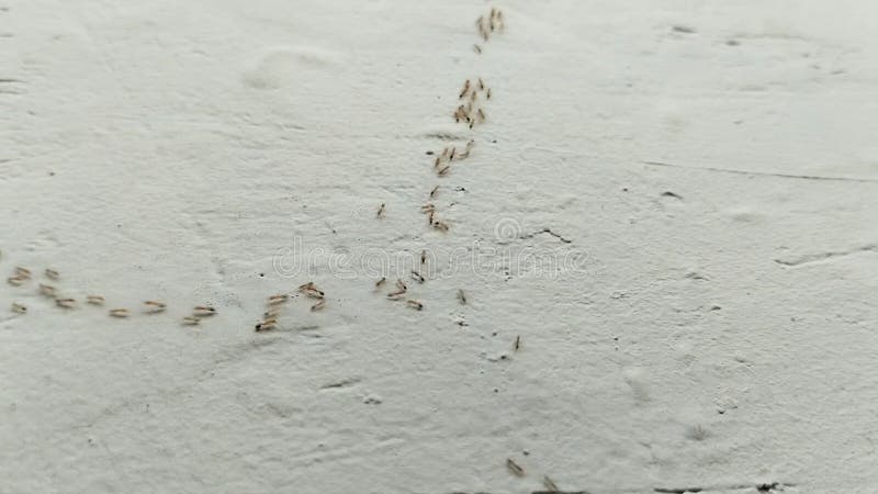 Ants crawling on the walls stock footage. Video of space - 338513272