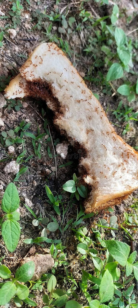 A Group of Ants Eating a Chocolate Sandwich Stock Image - Image of ...