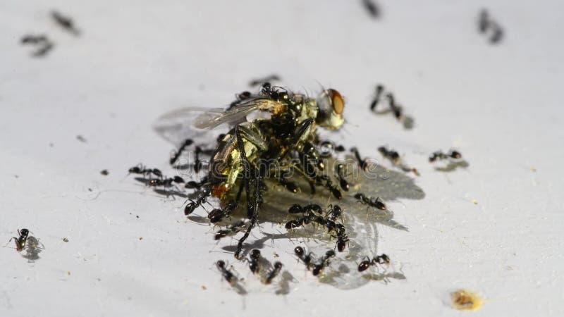 Group of Ants Eating a Dead Fly Stock Video - Video of macro, meal ...