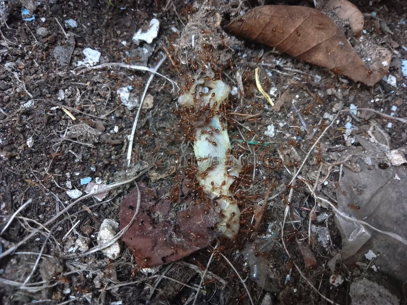 A Group of Ants is Eating a Lizard Carcass Stock Image - Image of ants ...