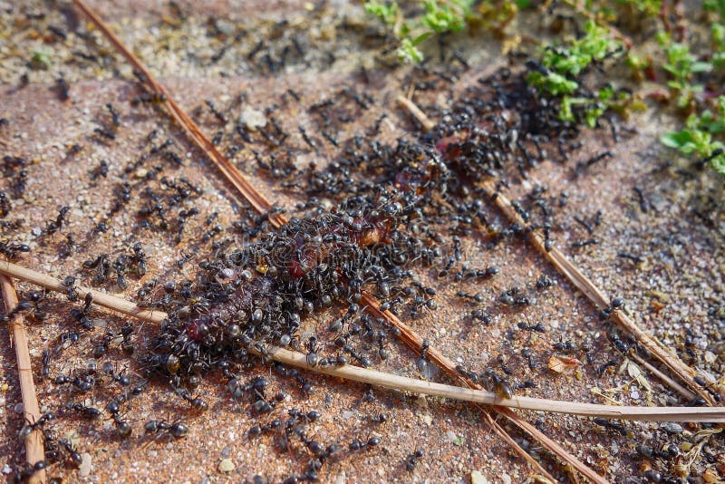 Ant eating worm stock image. Image of dead, hunting, colony - 26231191