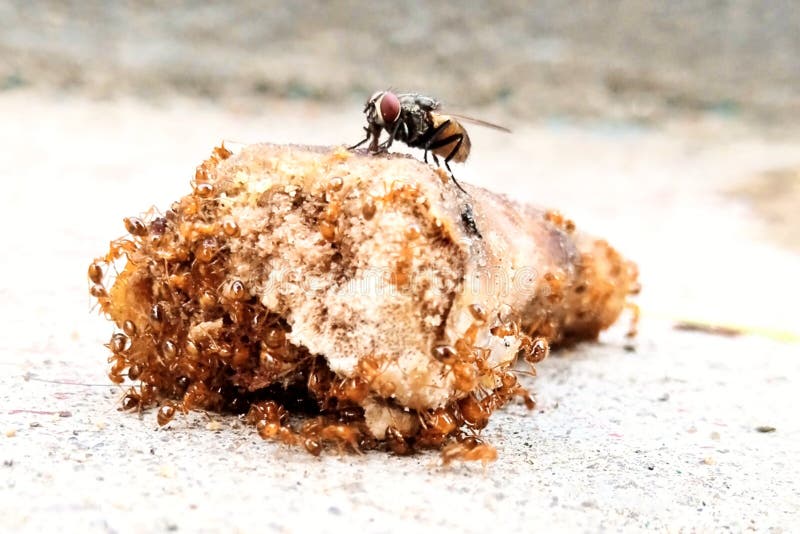 A Group of Ants and a Fly that Gnaws at the Chicken Bones To Eat it ...