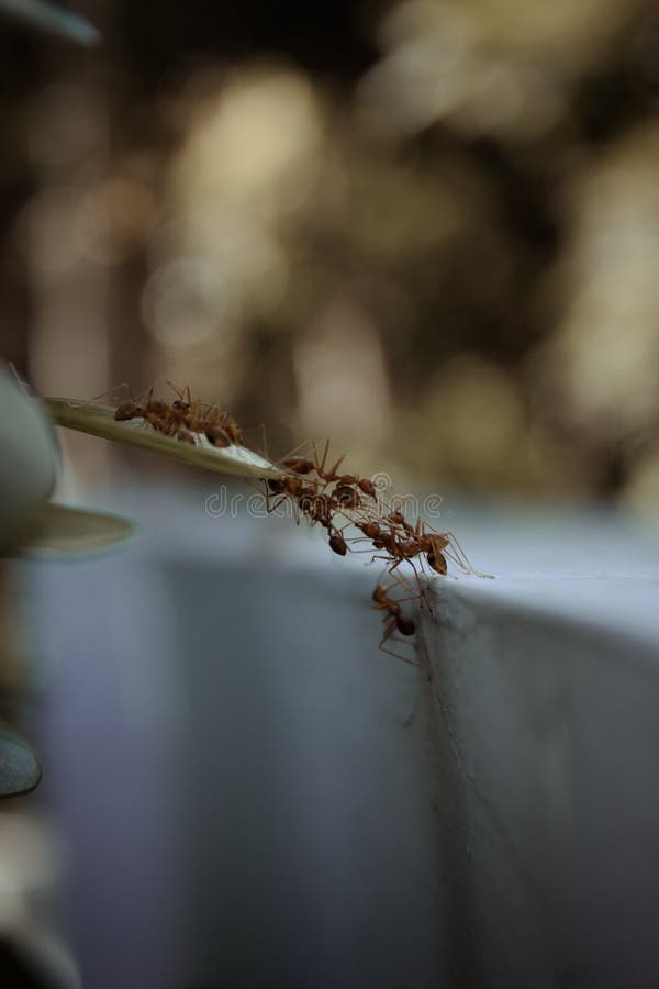 A Group of Ants Forming a Bridge To Cross the Wall To the Tree Stock ...