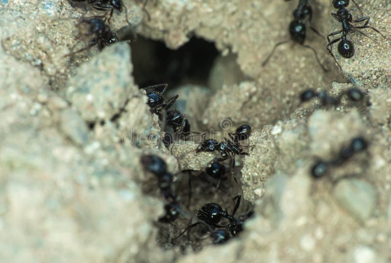 Group of Ants on the Ground Stock Photo - Image of wildlife, colony ...