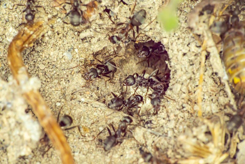 Group of Ants on the Ground Stock Image - Image of damage, ground ...