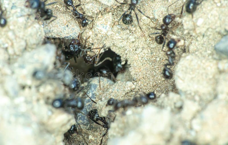 Group of Ants on the Ground Stock Image - Image of nest, outdoors ...
