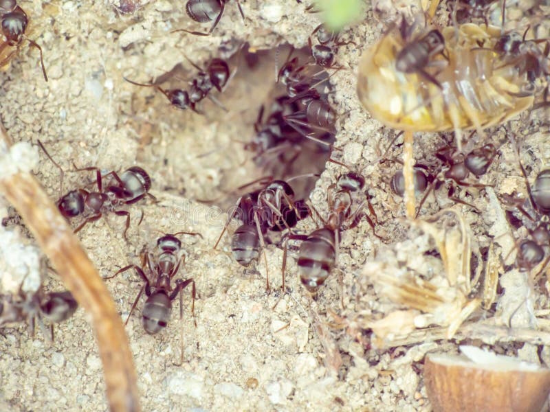 Group of Ants on the Ground Stock Image - Image of anthill, outdoor ...