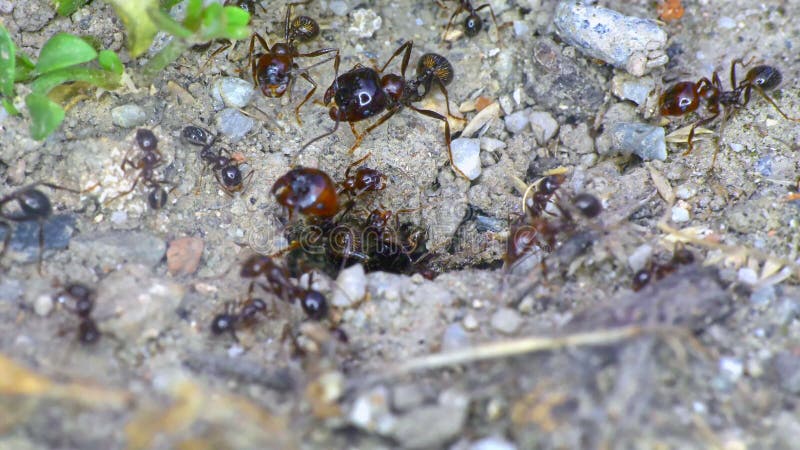 Group of Ants on the Ground 4k Stock Footage - Video of background ...