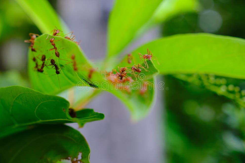 A group of ants stock photo. Image of arthropod, closeup - 324402548