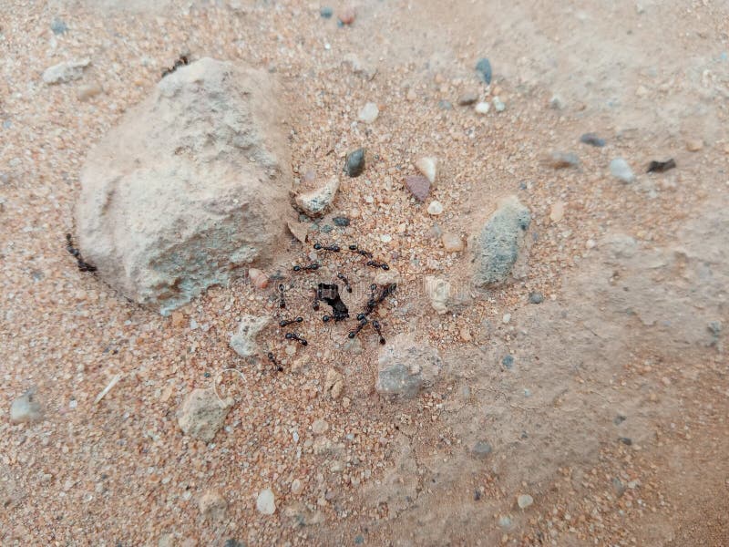 Ants near burrow stock photo. Image of garden, large - 58549788