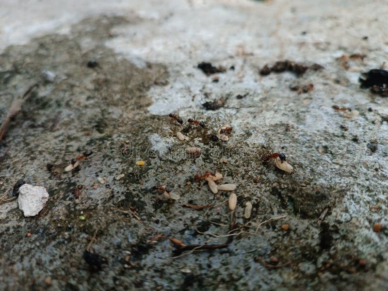 A Group of Ants Protect Their Scattered Eggs because Their Nest is ...