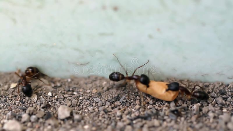 A Group of Ants are Stuck and Have Difficulty Working Together To Move ...